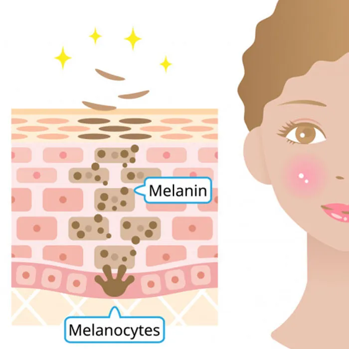 Melanin là gì? Lợi ích với làn da và những rối loạn liên quan